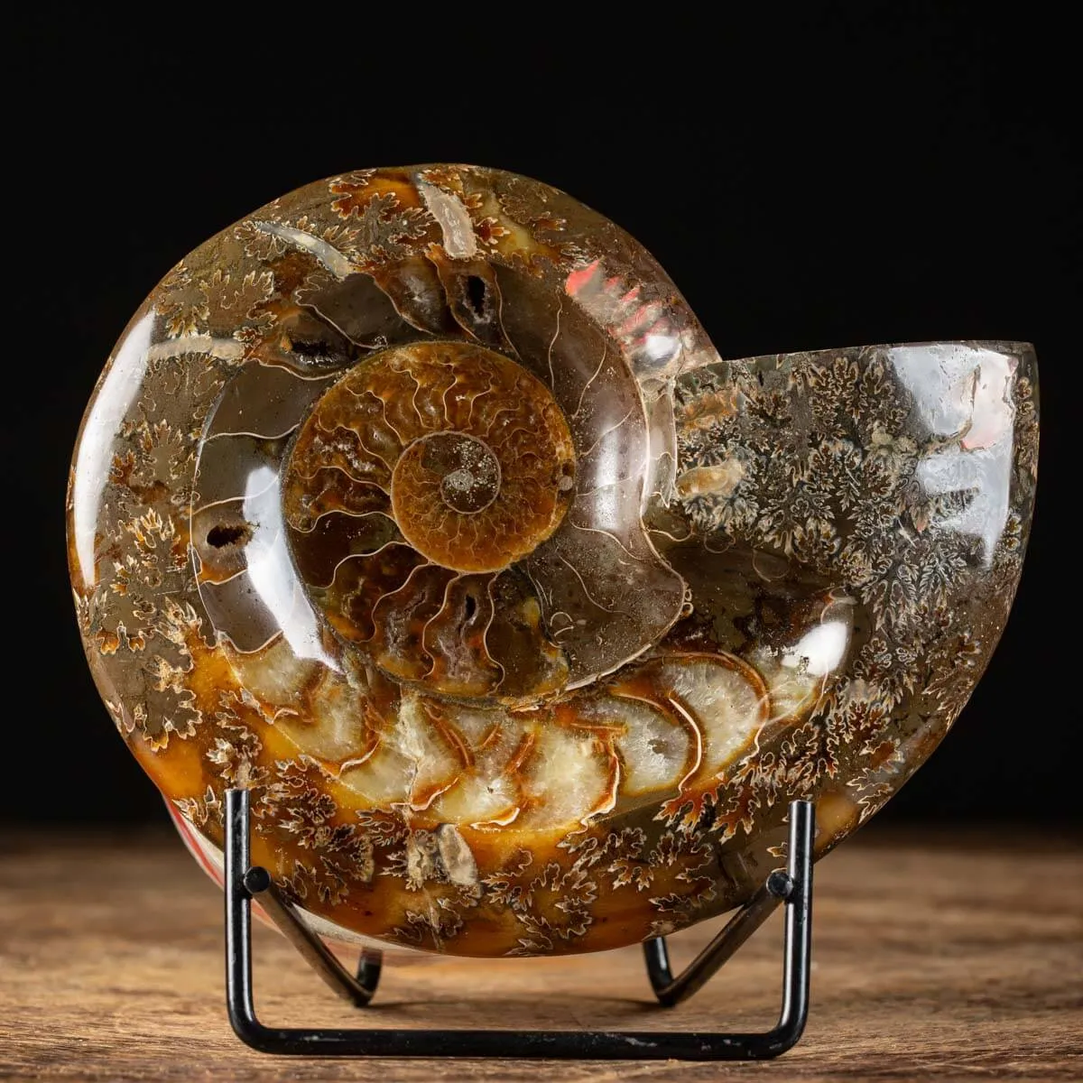 Ammonite Cleoniceras Lucida Amm 244